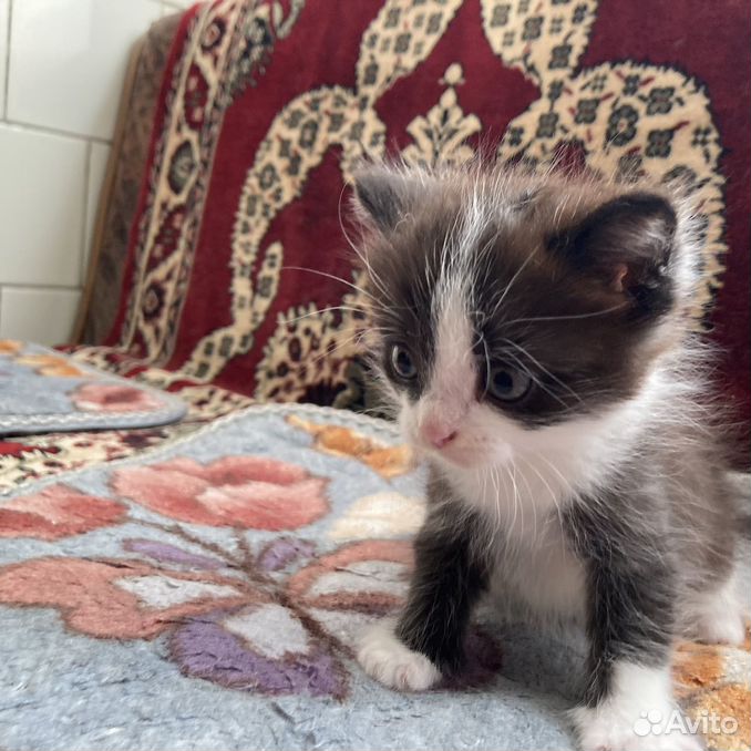 Крошечка в добрые руки