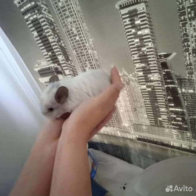 Малыши шиншиллы