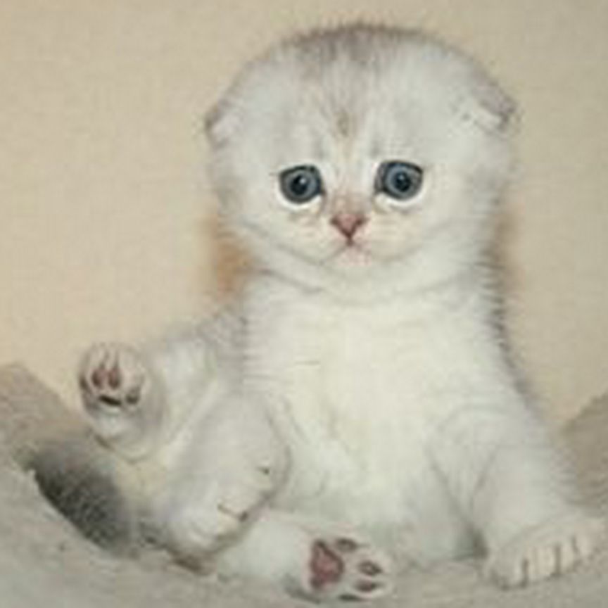 Британский короткошёрстный котёнок
