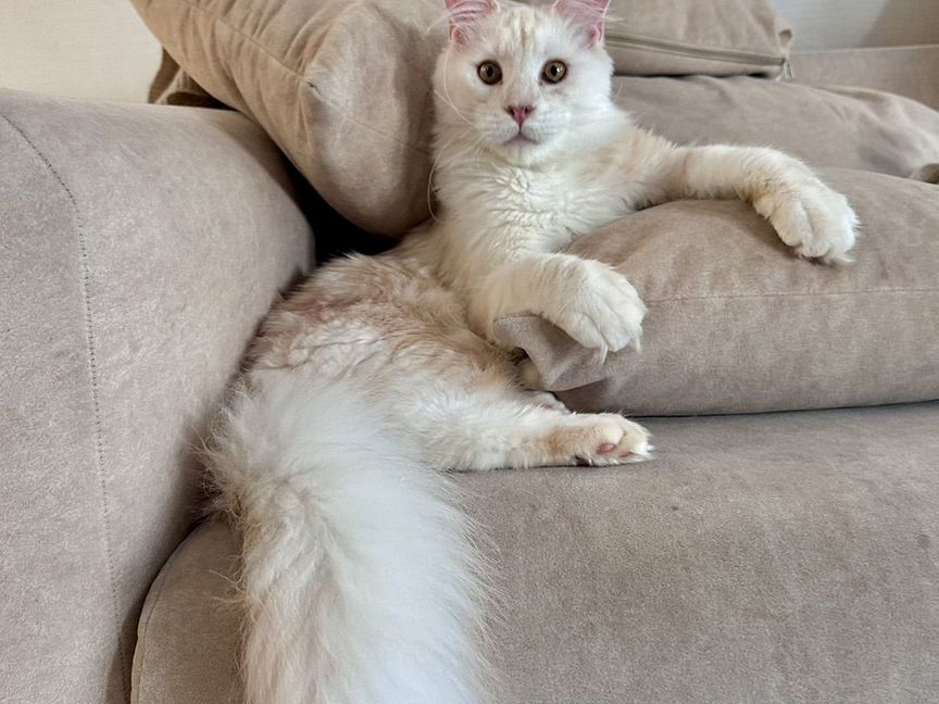 Мейн-кун кот