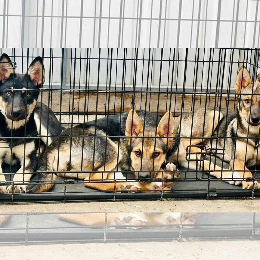 Щенки в добрые руки