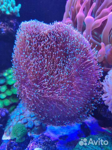 Кораллы для морского аквариума