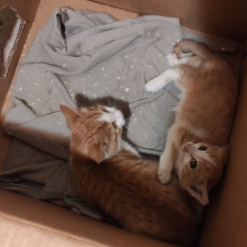 Котята от мышеловки