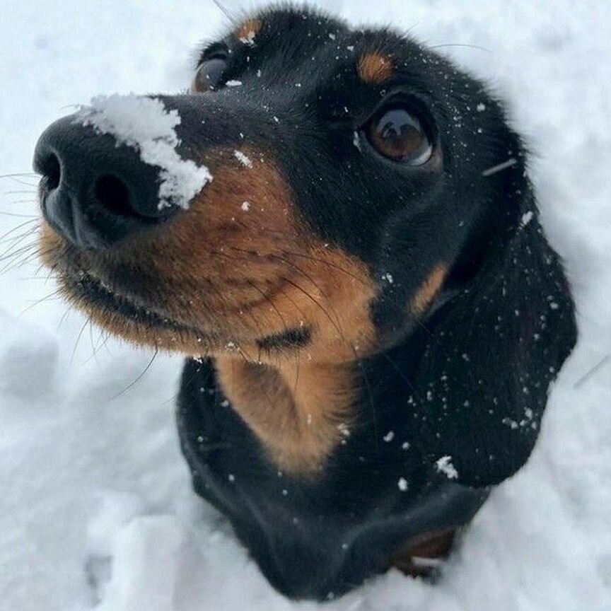 Такса, взрослая собака