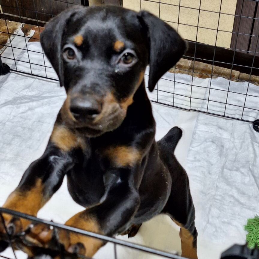 Доберман, щенок