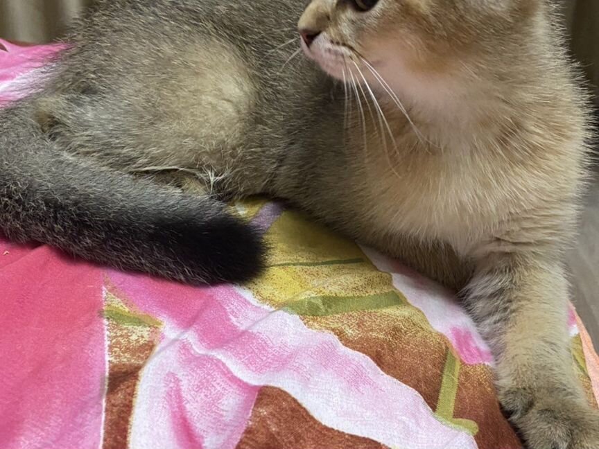 Золотистая и серебристая шиншилла