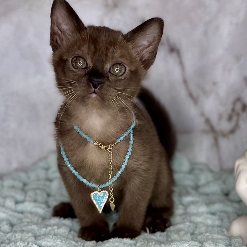 Европейская бурманская Шоу класса