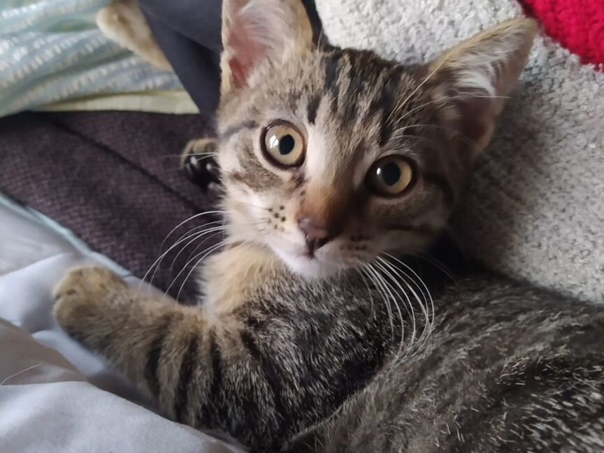 Котята