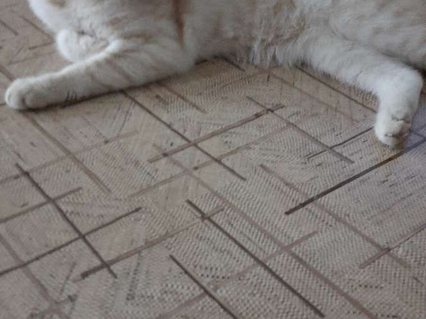 Отдам кота в добрые руки (британец вислоухий)