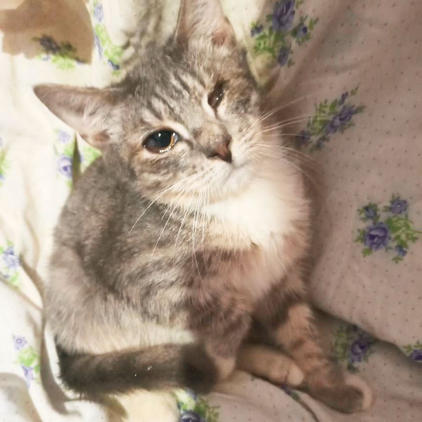 Сильвер котенок