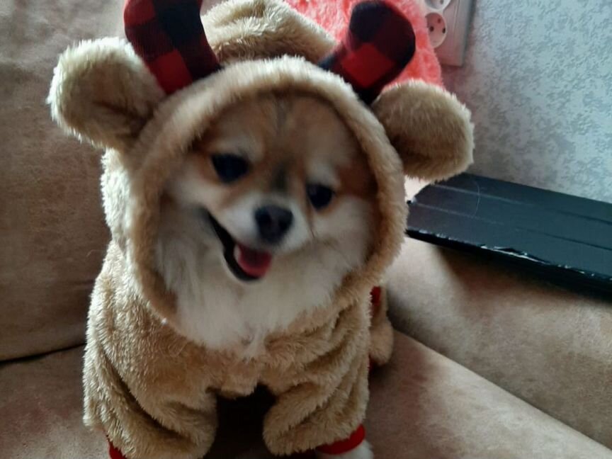 Девочка мини шпиц ищет жениха