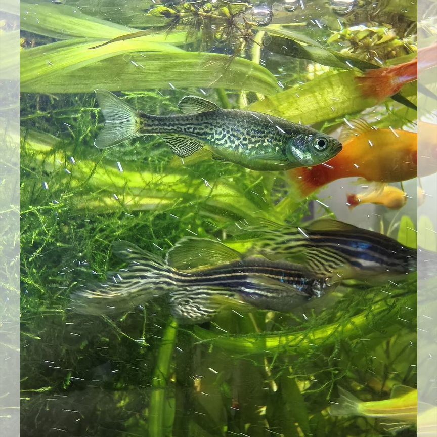 Рыбки данио