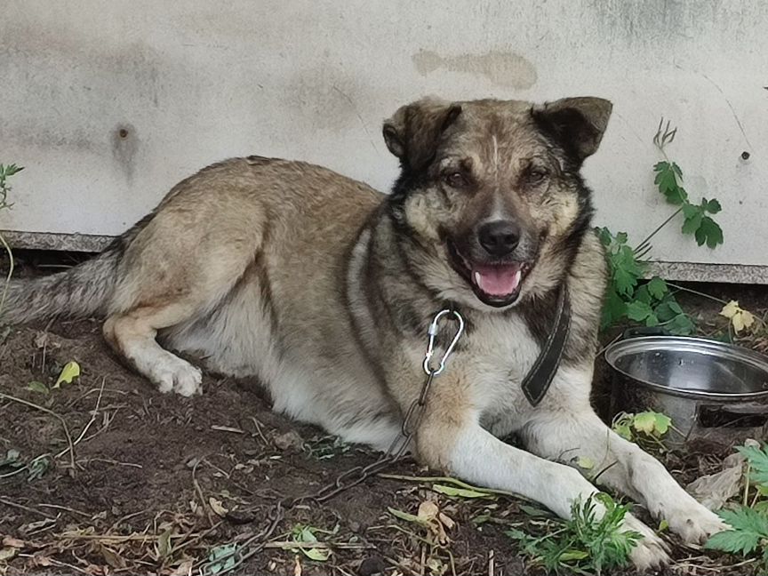 Собака в добрые руки