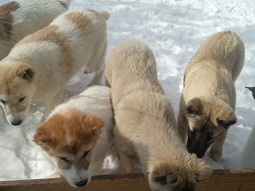 Алабай щенки