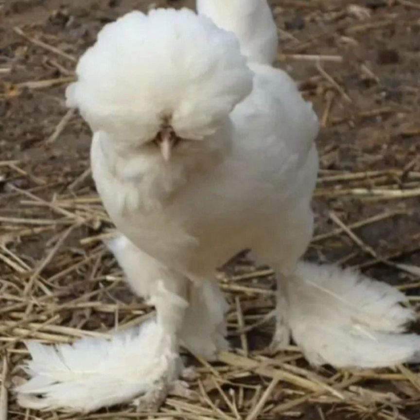 Куры султанка и/я