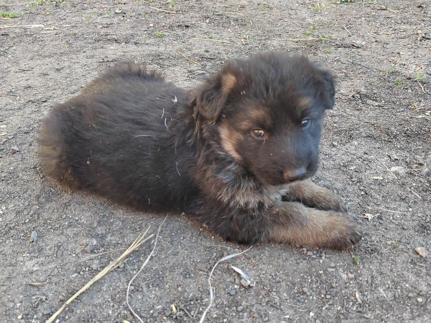 Немецкая овчарка