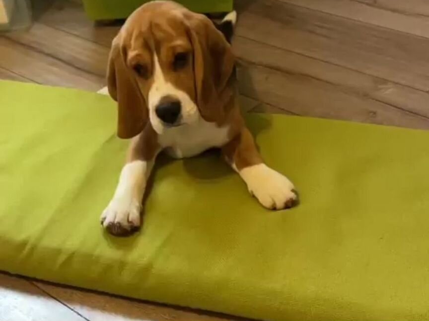 Девочка бигля