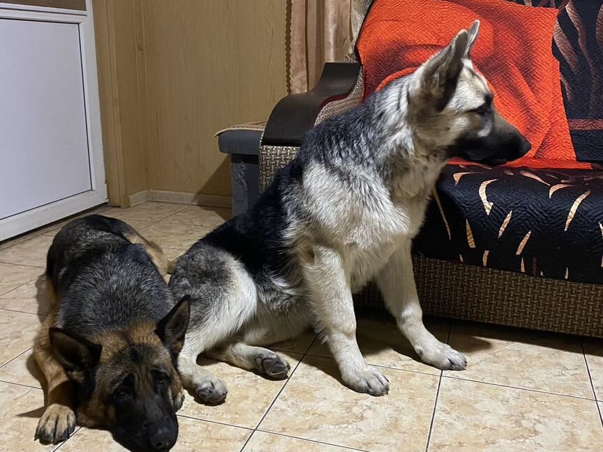 Щенки вео и немецкой овчарки