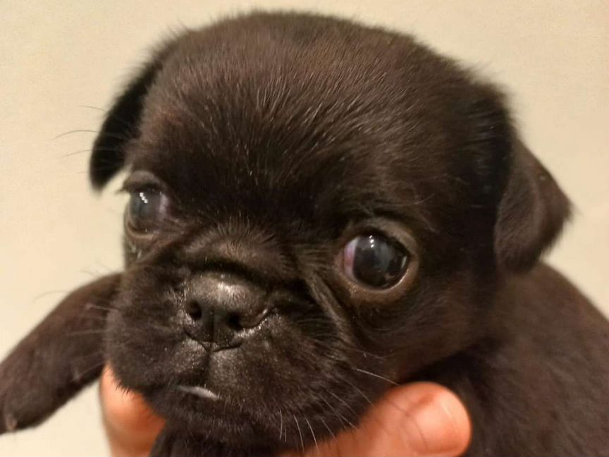 Щенки пти брабансоны и гриффоны