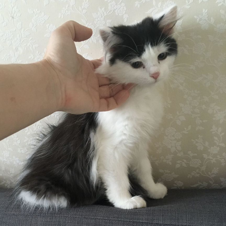 Сибирский Котёнок