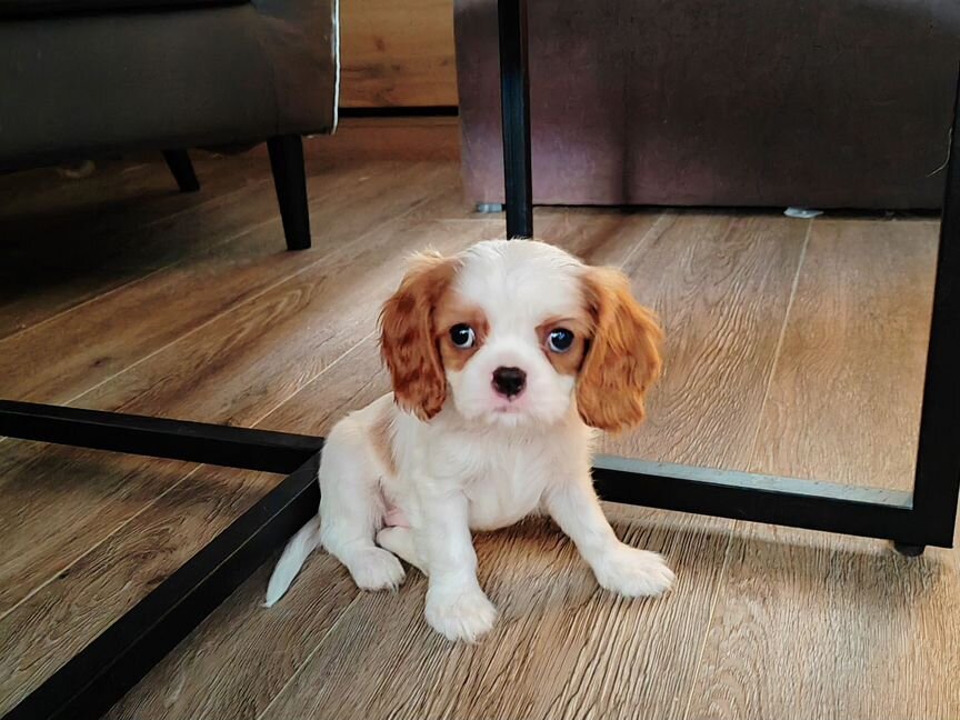 Щенки кавалер кинг чарльз спаниель