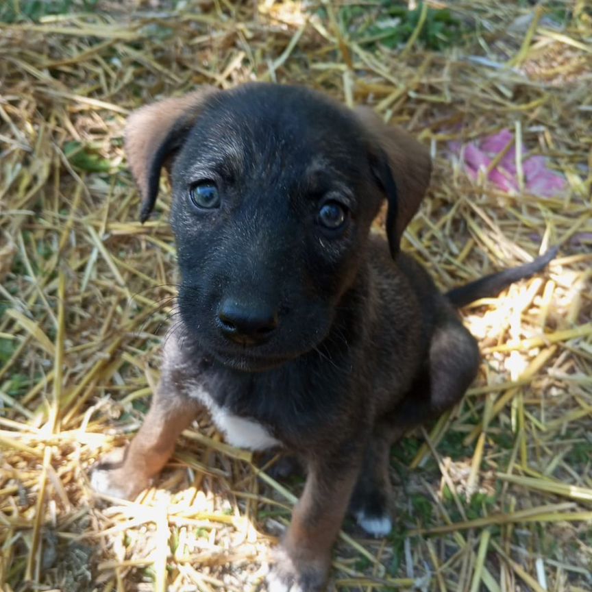Мальчик 2, 5 месяца