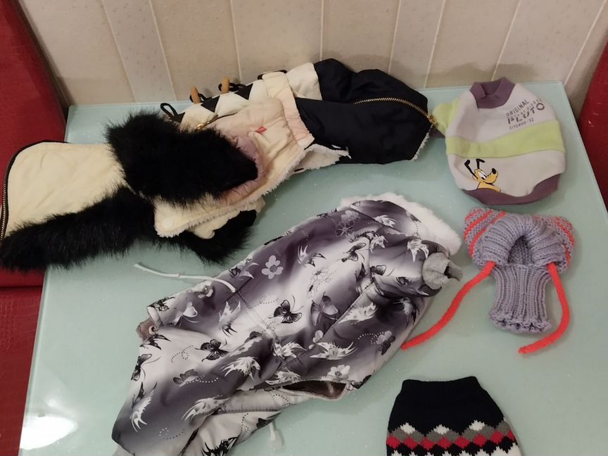 Одежда для маленьких пород собак