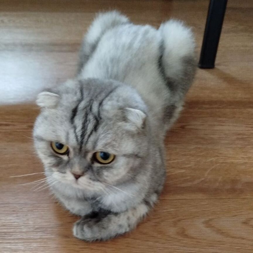 Шотландские вислоухие