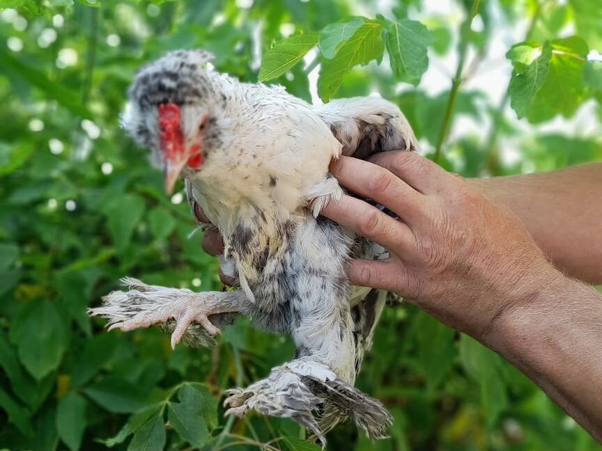 Цыплята павловские и бетамка