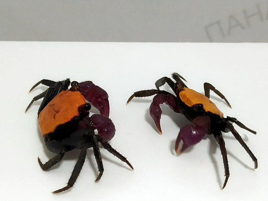 Краб вампир