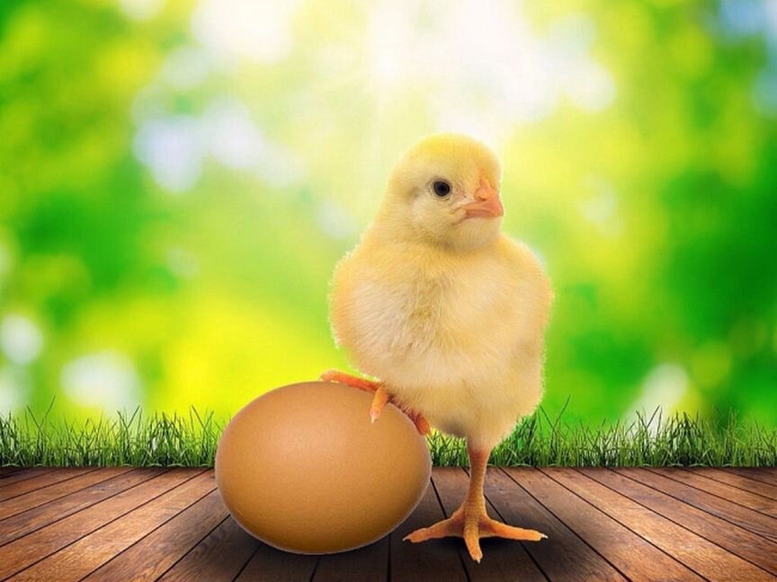 Инкубатор «Умная наседка-104» 220В,с резервным 12В