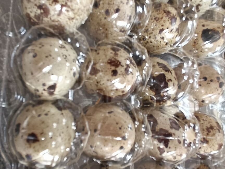 Яйца перепелиные