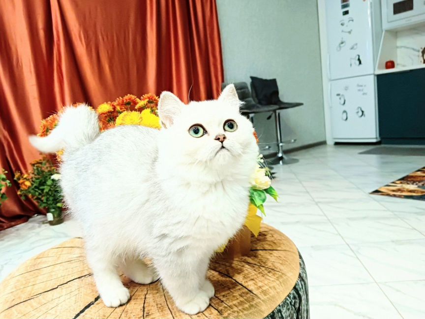 Британские котята серебристая шиншилла