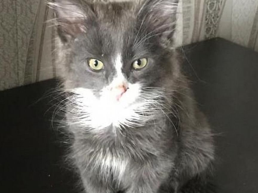 Котёнок