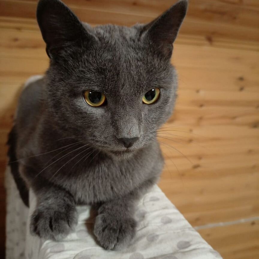 Котёнок кот