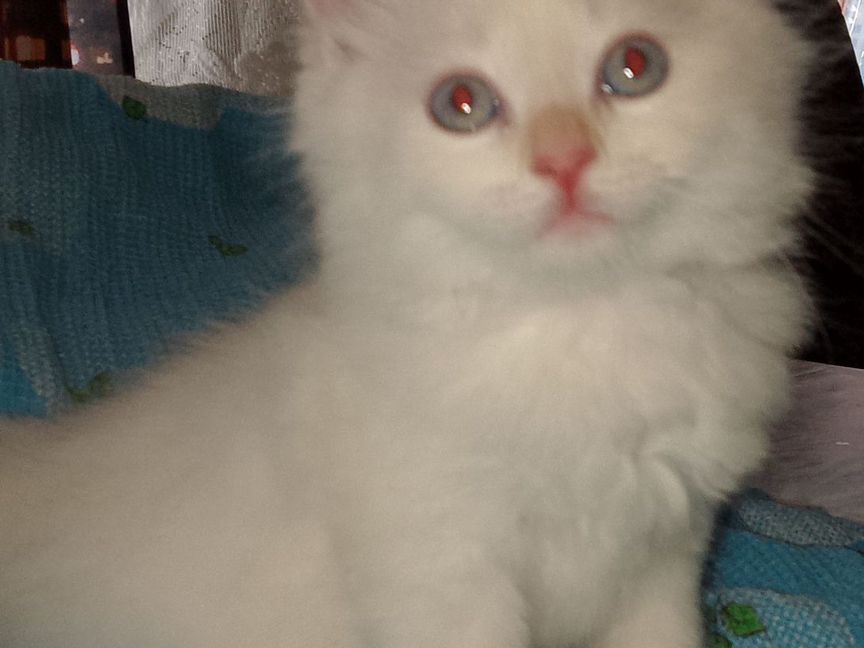 Кошка невская маскарадная котята