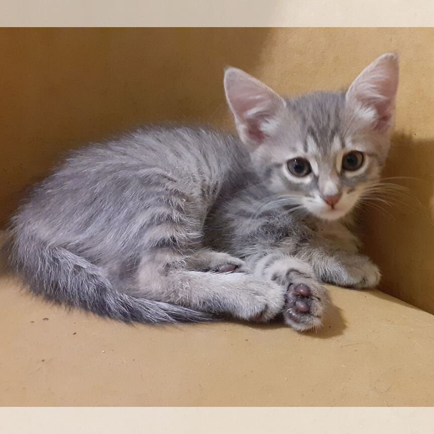 Котёнок