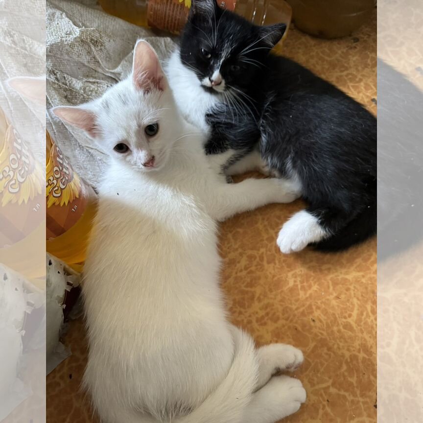 Отдадим котят в добрые руки бесплатно