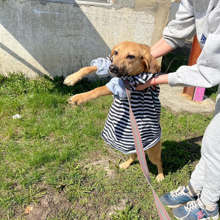 Собачка Джессика в добрые руки