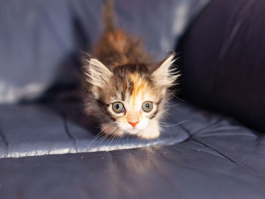 Трехцветный котенок девочка