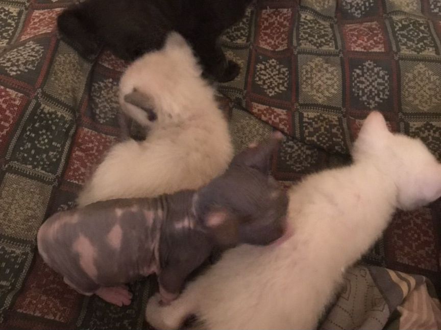 Канадский сфинкс котенок