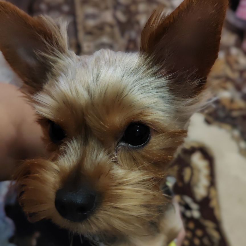 Йоркширский терьер