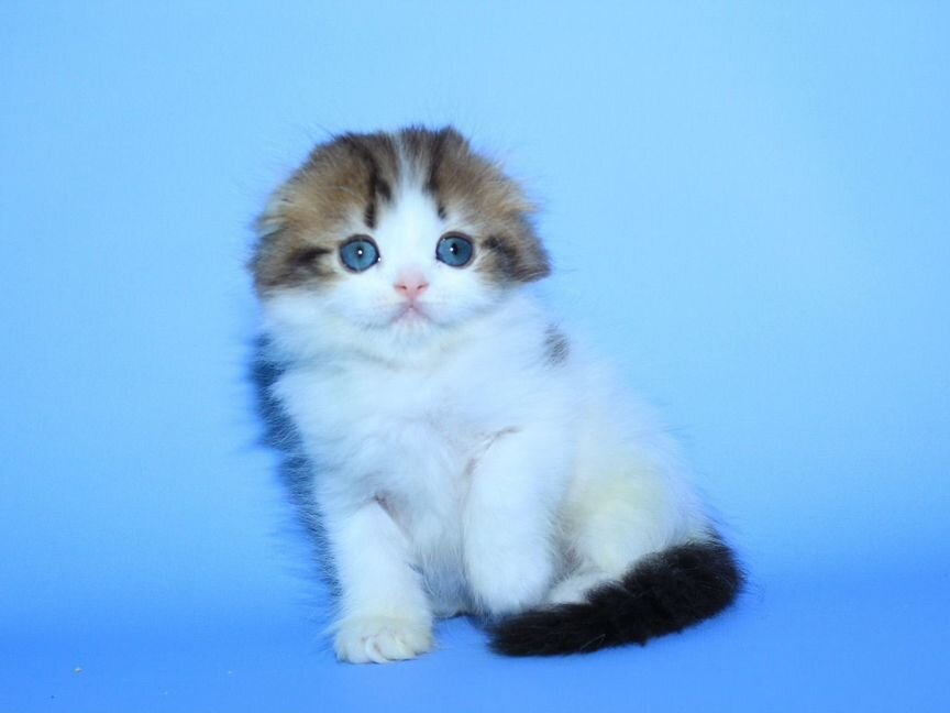 Шотландские вислоухие котята
