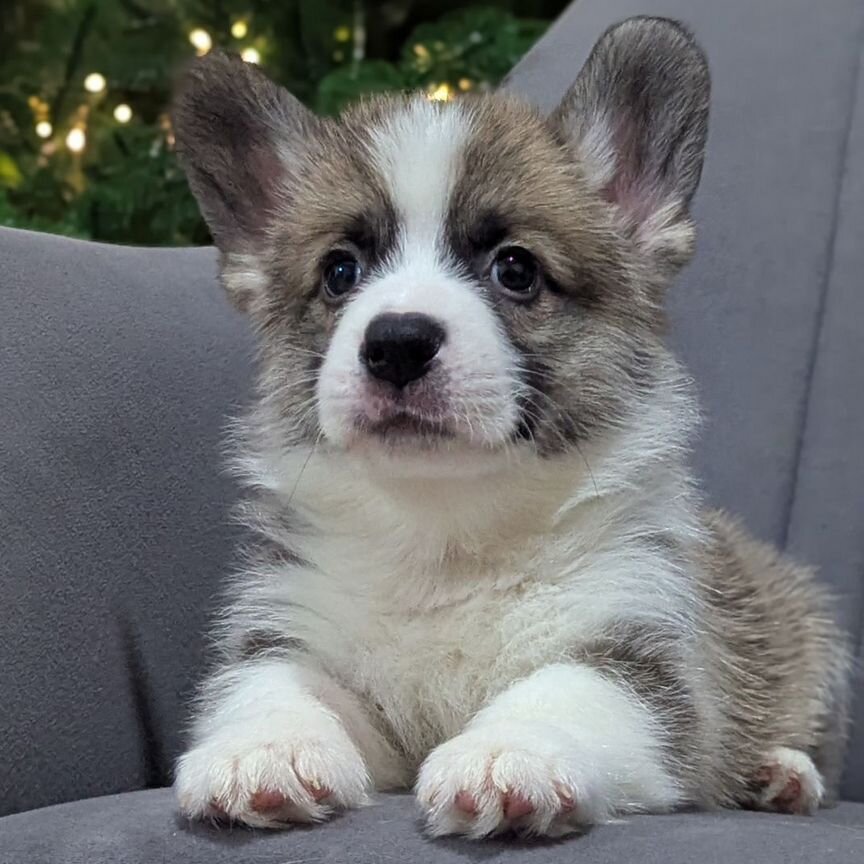 Корги пемброк толстолапый мальчик РКФ документы