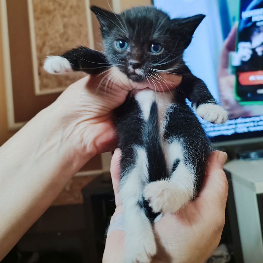 Котёнок в добрые руки
