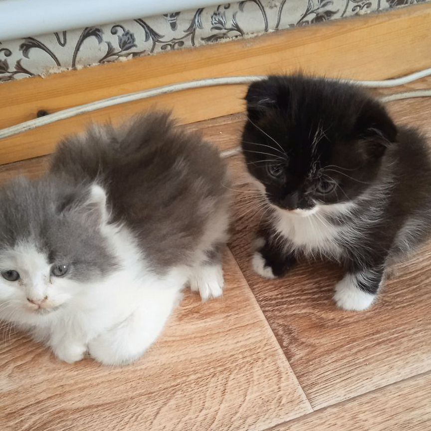 Отдам в добрые руки котят
