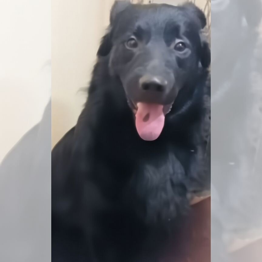 Немецкая овчарка, взрослая собака