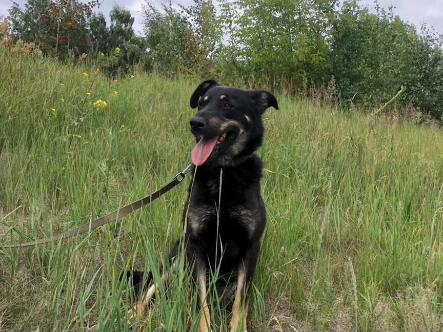 Собака в добрые руки отдам бесплатно