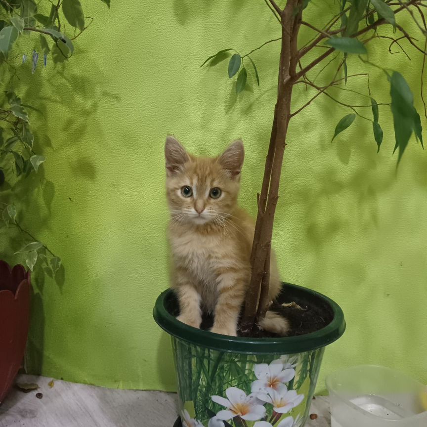 Кошечка в добрые руки