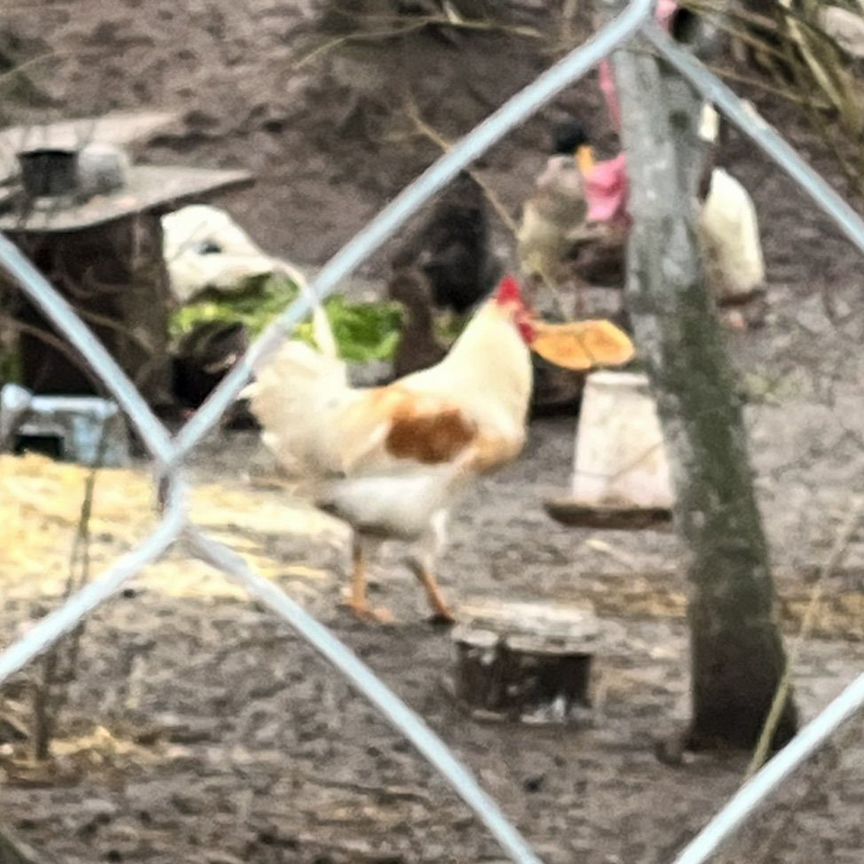 Молодые петухи на племя